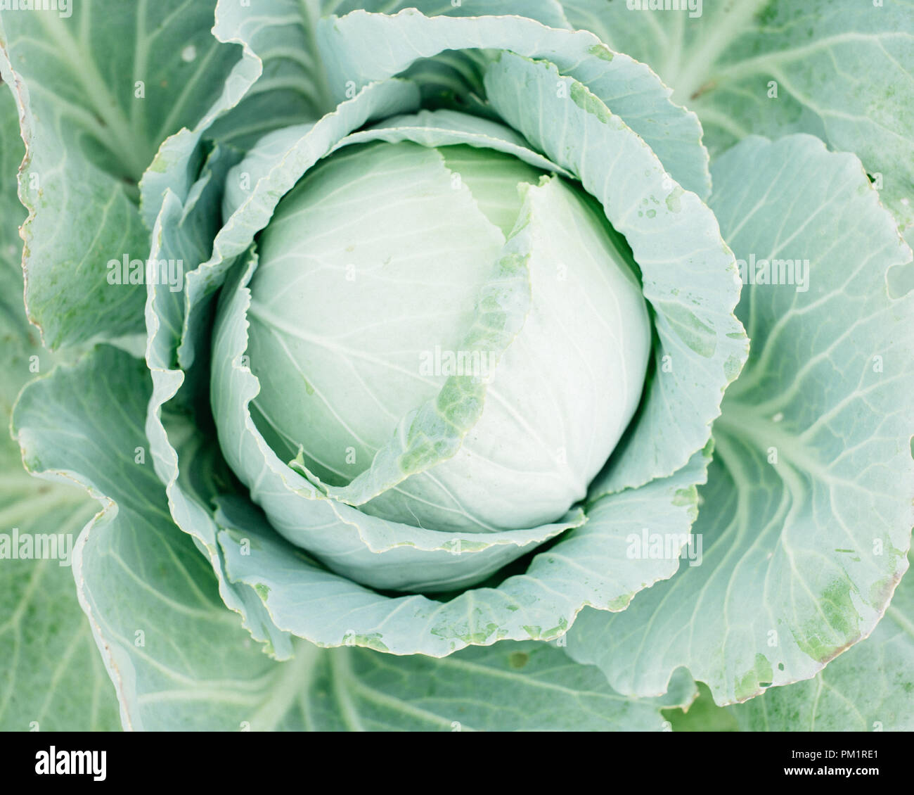top view cabbage head in the garden with green leaves, harvest season ...
