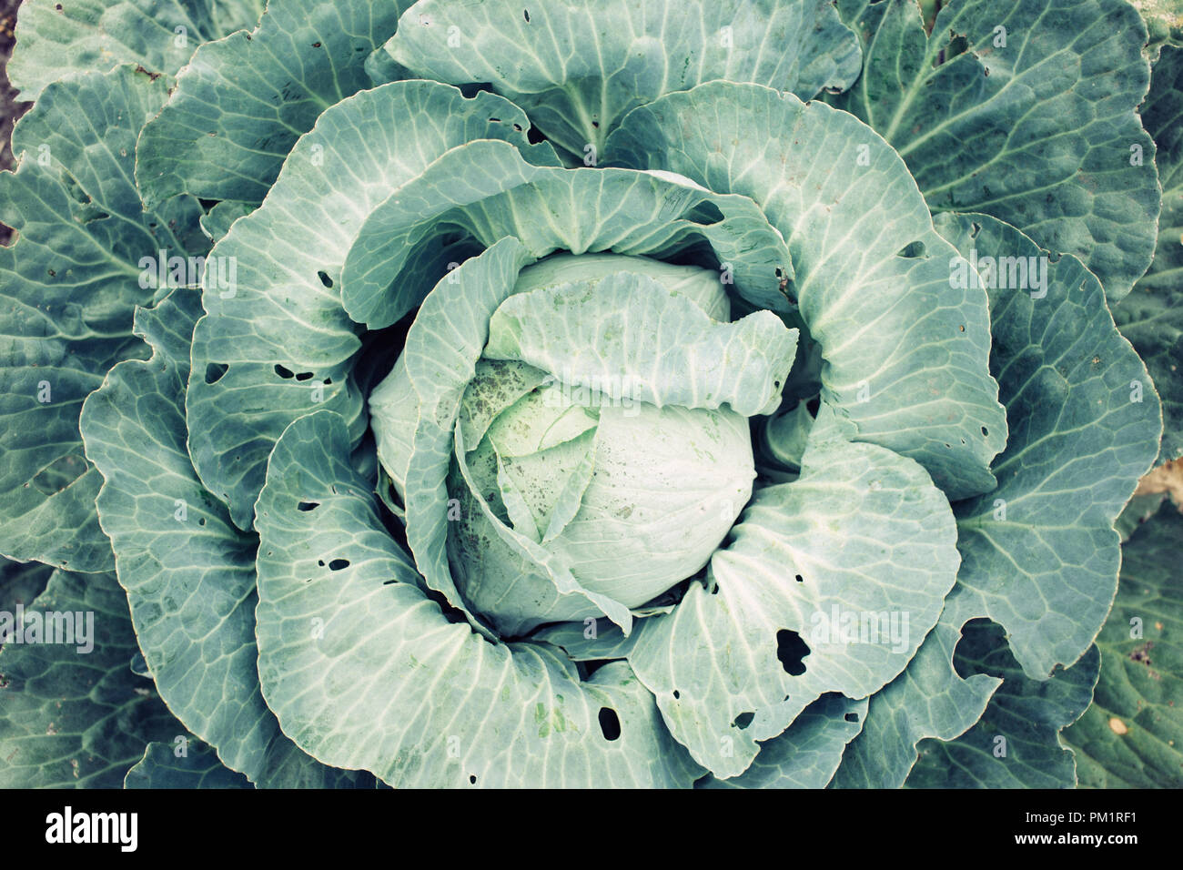 top view cabbage head in the garden with green leaves, harvest season ...