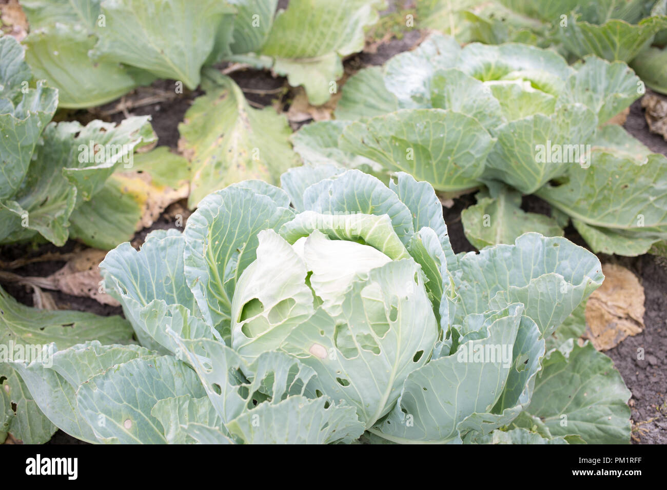 top view cabbage head in the garden with green leaves, harvest season ...