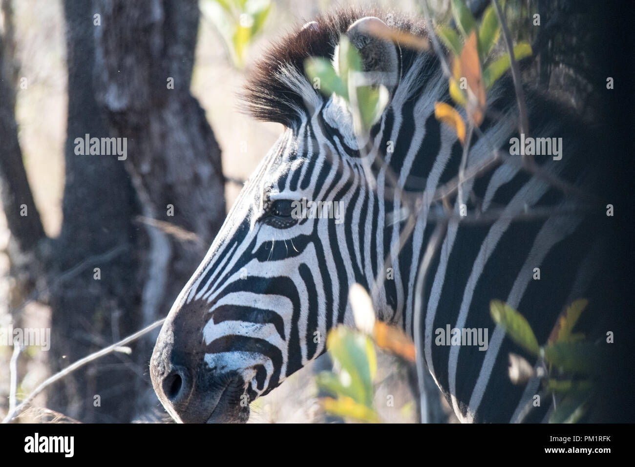 A beautiful close up of Zebras in the wild in thick vegetation and bush ...