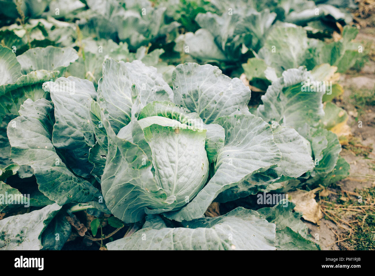 cabbage head in the garden with green leaves, harvest season Stock ...