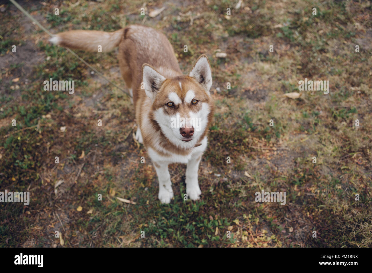happy muzzle Siberian husky. Red husky dog outdoors Stock Photo - Alamy