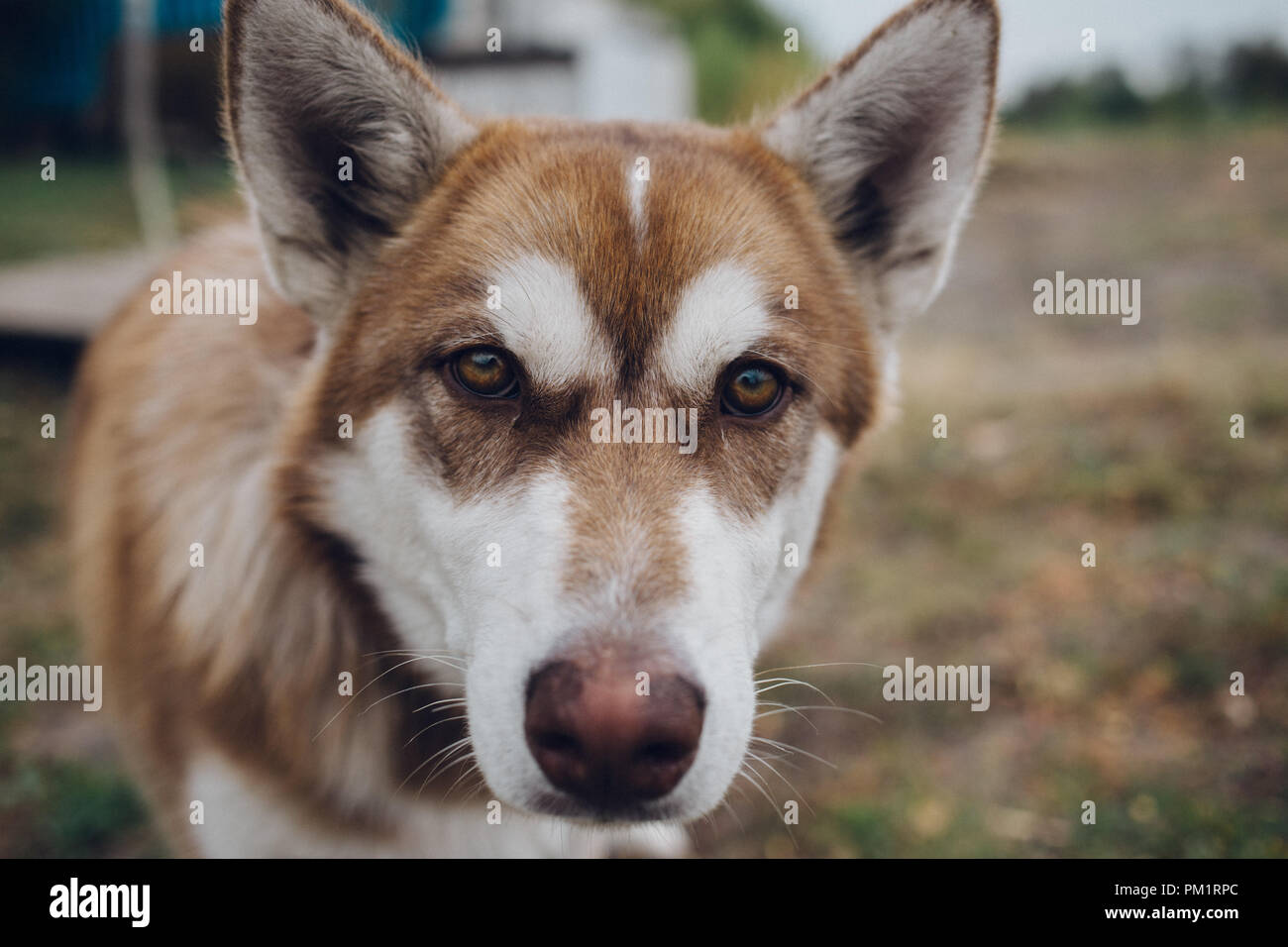 happy muzzle Siberian husky. close up Red husky dog Stock Photo - Alamy