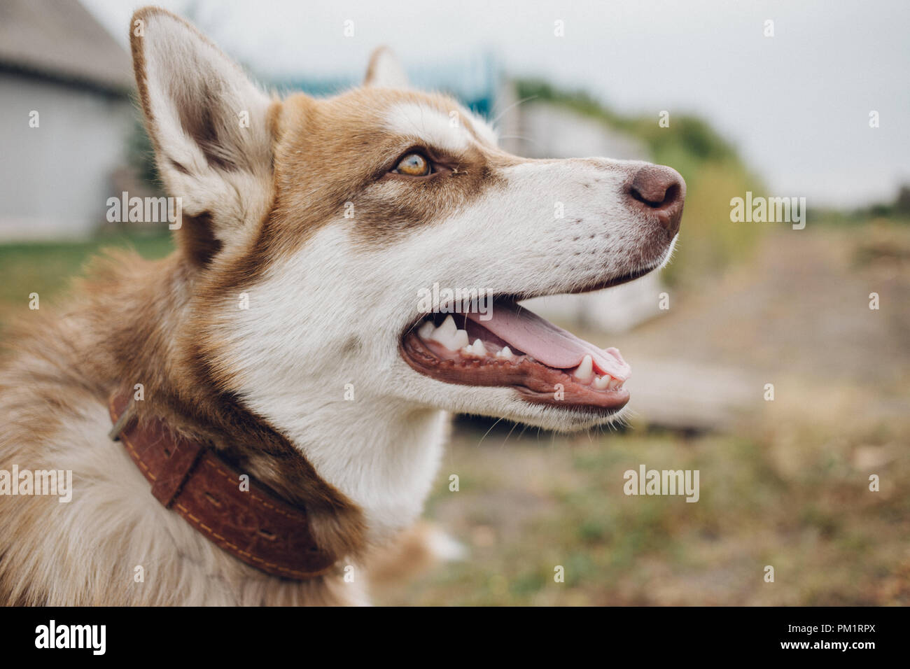 happy muzzle Siberian husky. close up Red husky dog Stock Photo - Alamy
