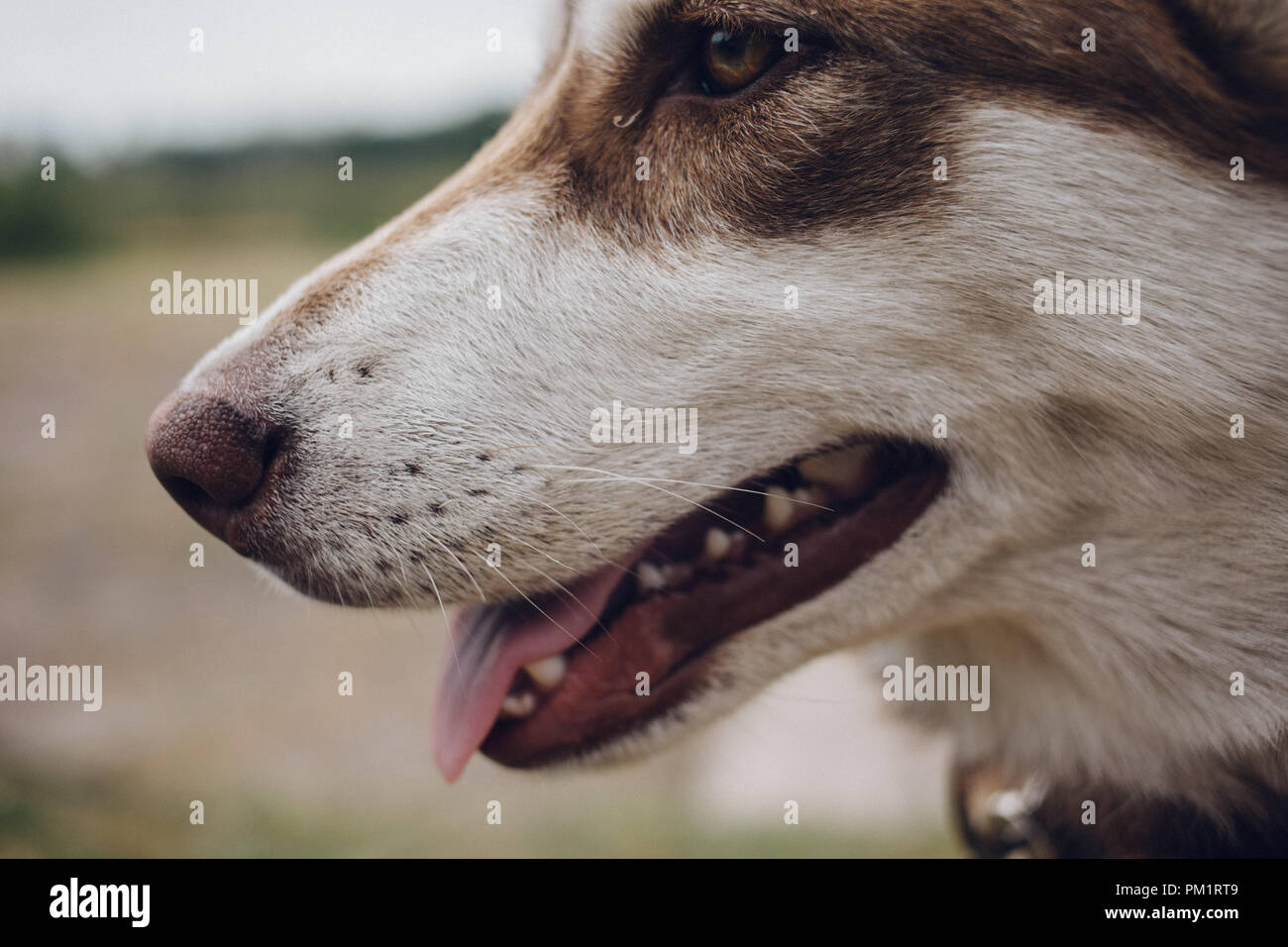 happy muzzle Siberian husky. close up Red husky dog Stock Photo - Alamy