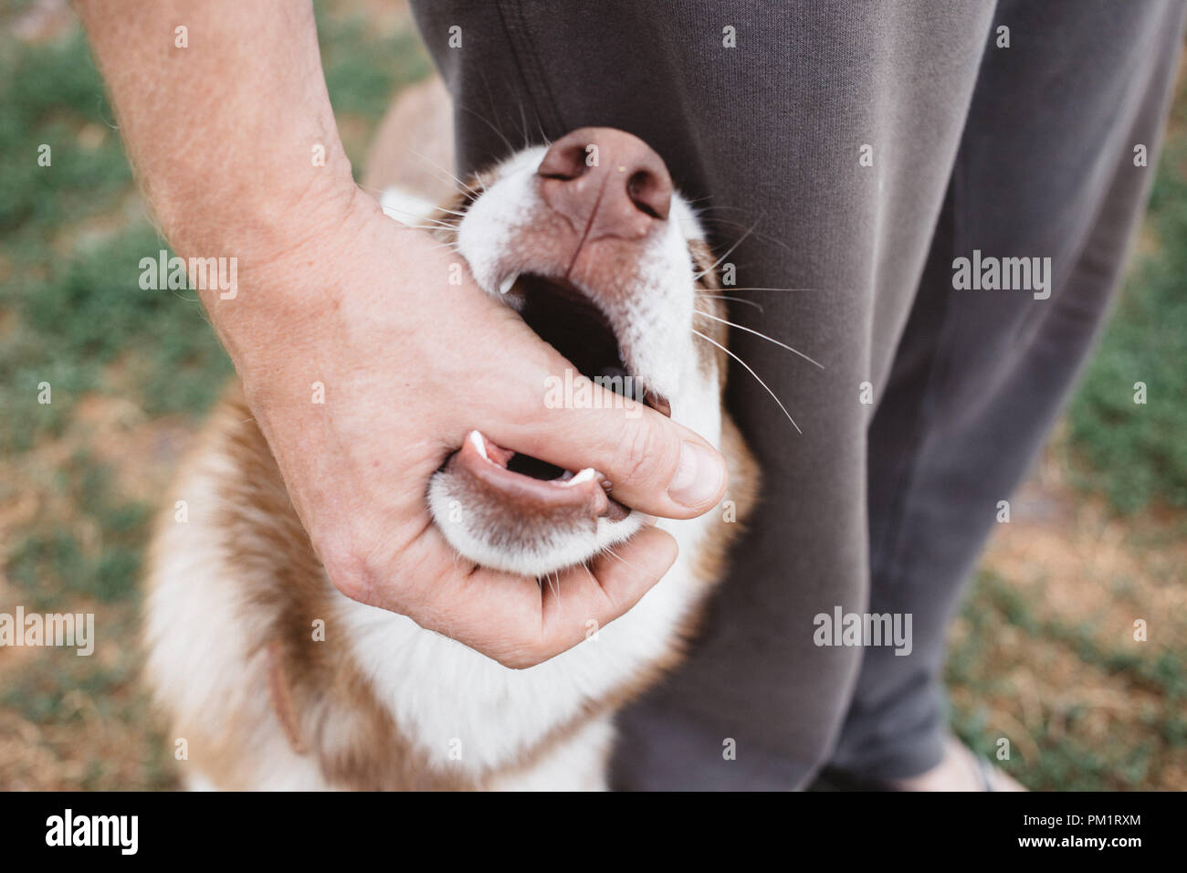 Man bites dog hi-res stock photography and images - Alamy