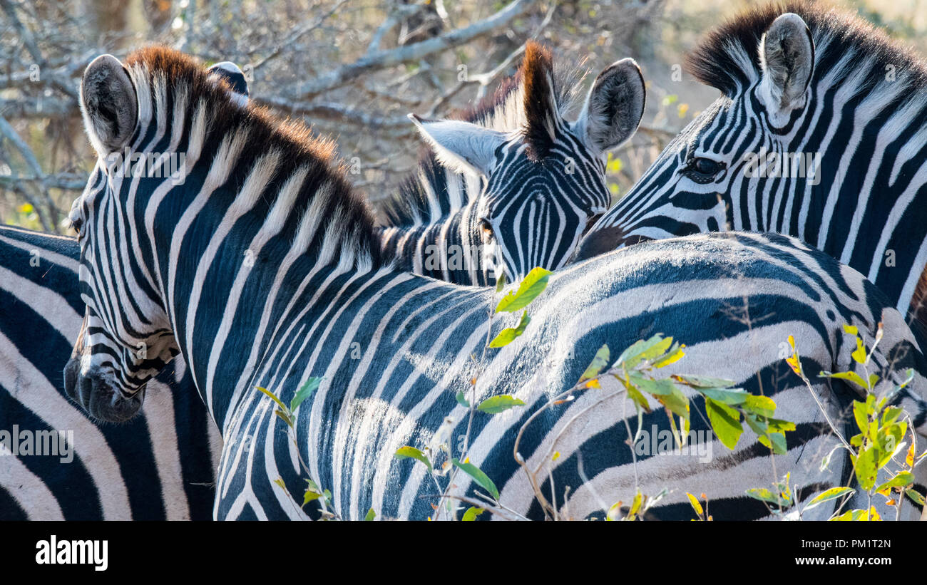 A beautiful close up of Zebras in the wild in thick vegetation and bush ...