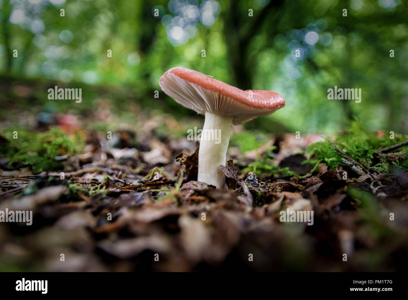Irish mushrooms hi-res stock photography and images - Alamy