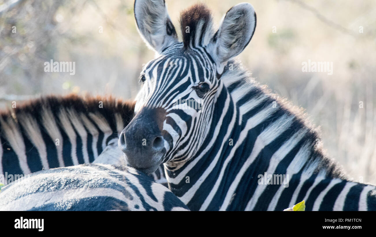 A beautiful close up of Zebras in the wild in thick vegetation and bush ...