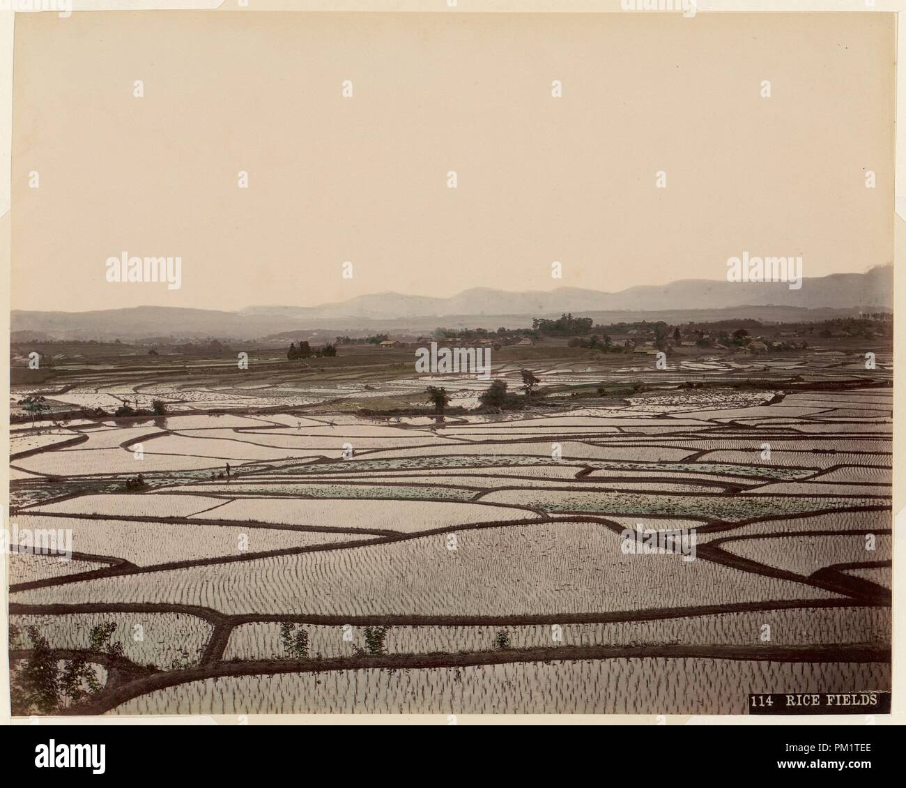 Rice Fields. Artist: Unknown. Dimensions: 19.4 x 24.3 cm (7 5/8 x 9 9/ ...