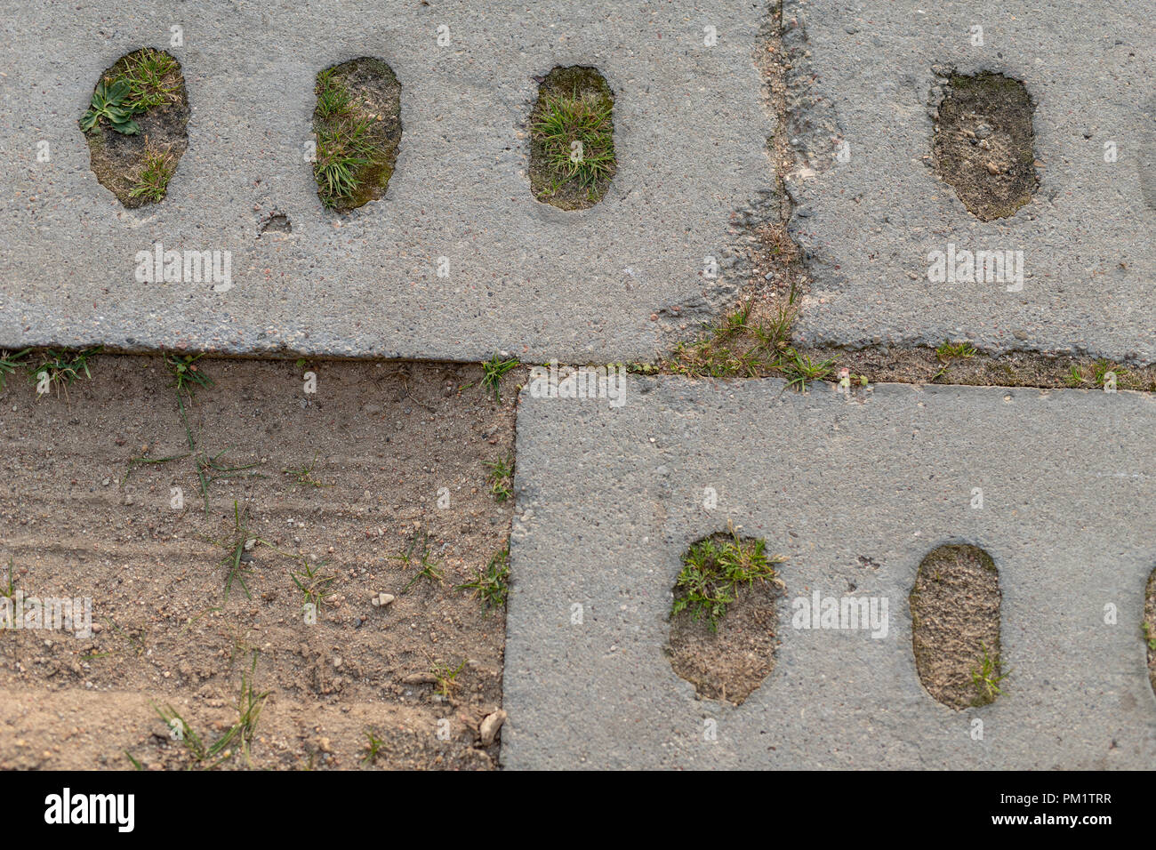 A dirt road leading to the edge of the forest paved with concrete slabs ...