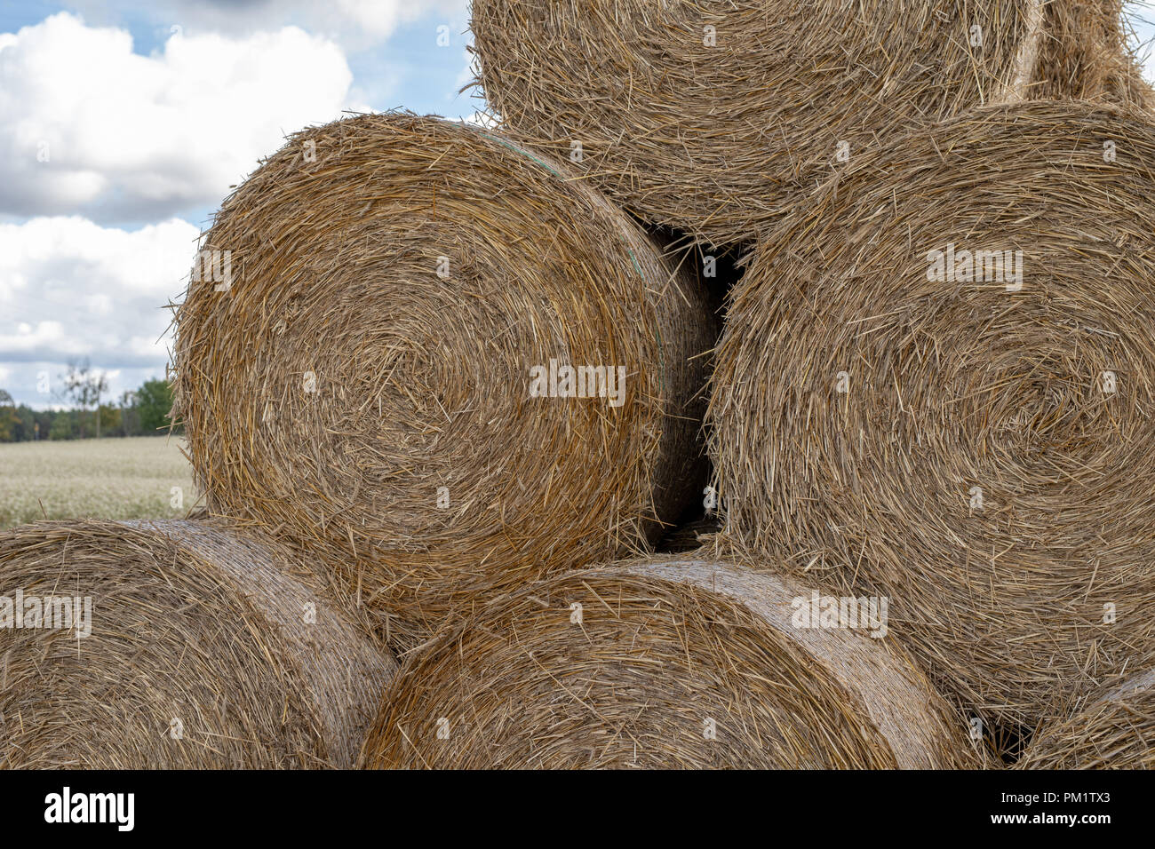 Straw in bales at an asphalt road in the countryside. Stacks of round ...