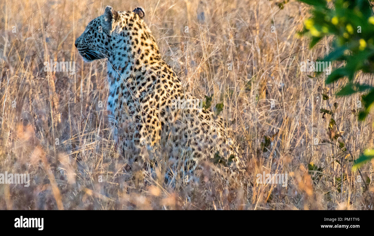 Leopard sighting in the wild with excellent camouflage in the Kruger National Park, South Africa ...