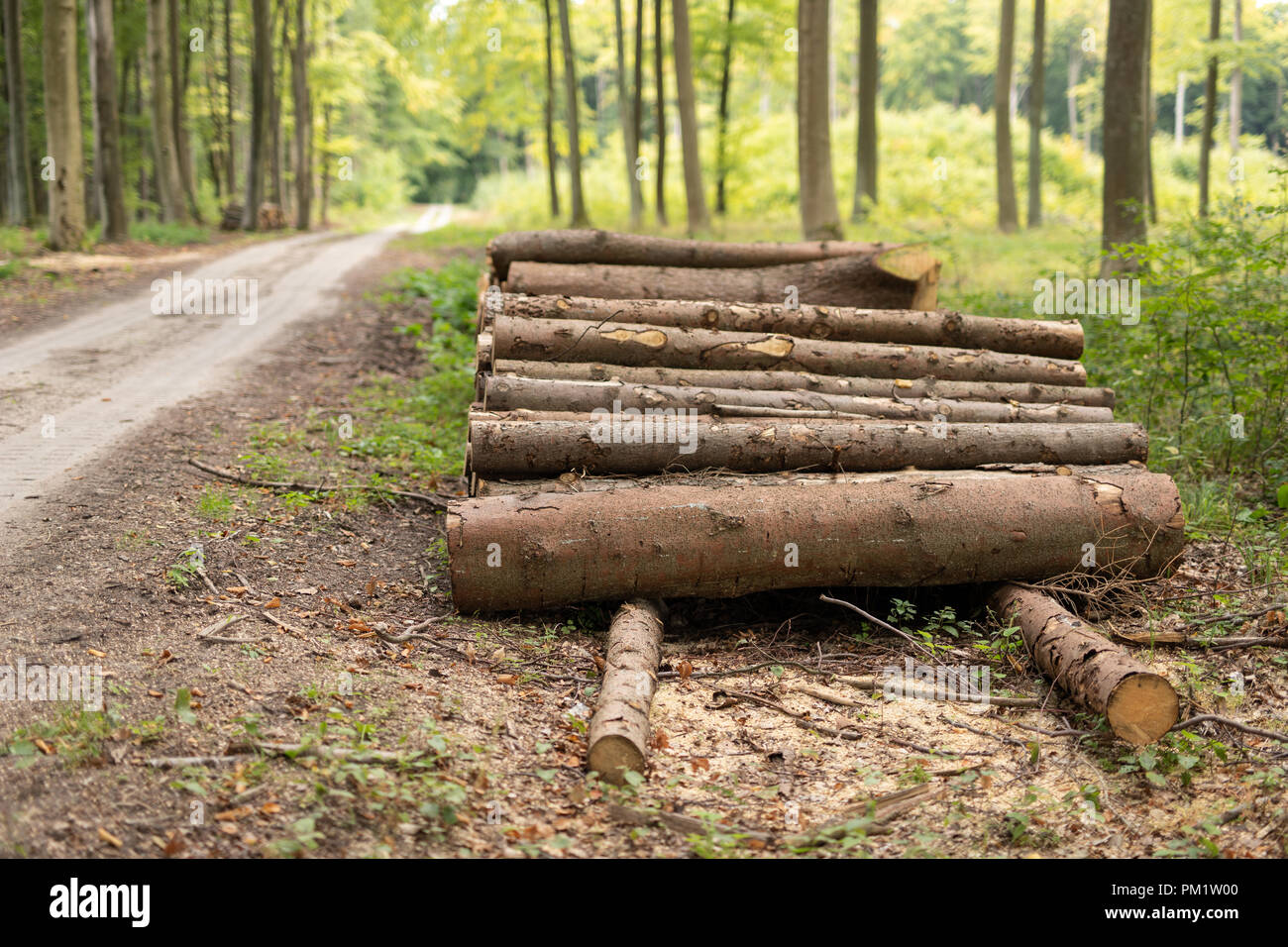 A pile of wood in a deciduous forest. Pieces of wood arranged one on ...