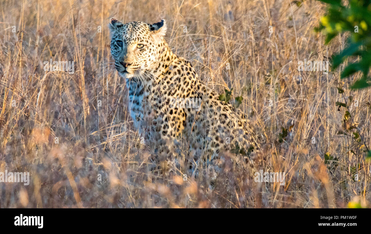 Leopard sighting in the wild with excellent camouflage in the Kruger ...
