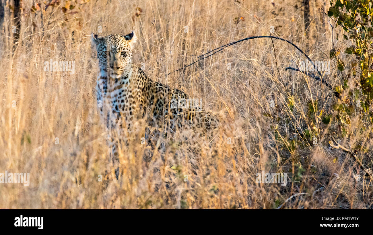 Animal sighting in kruger hi-res stock photography and images - Alamy
