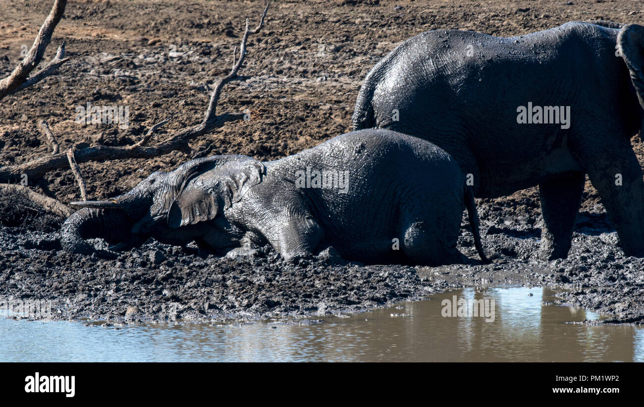 Elephants are happily playing around a water hole and enjoying a mud ...
