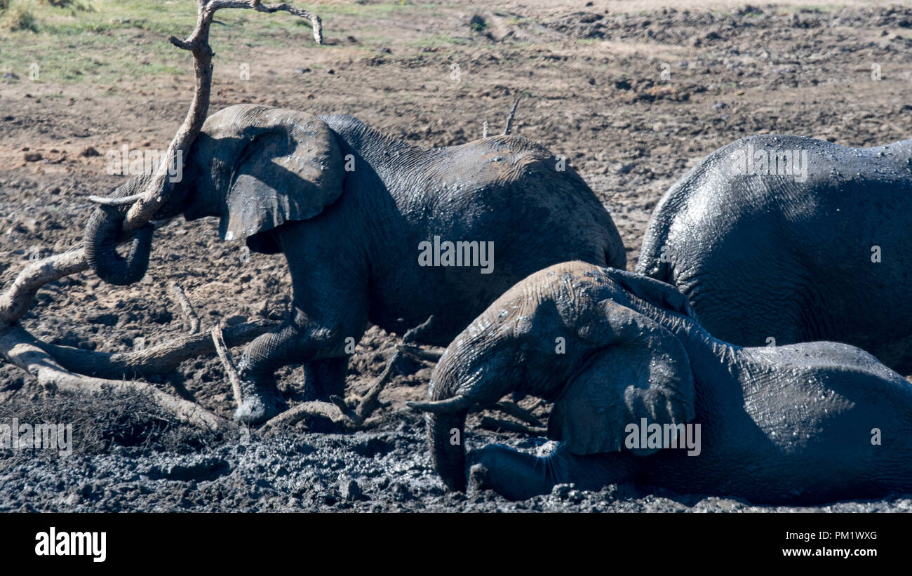 Three elephants happily playing around a water hole after mudbathing ...