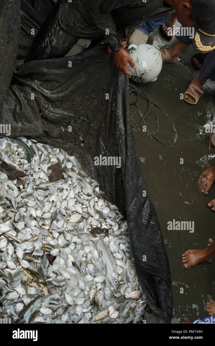 Fresh Catch of fish were caught on the fishing grounds by Group of ...
