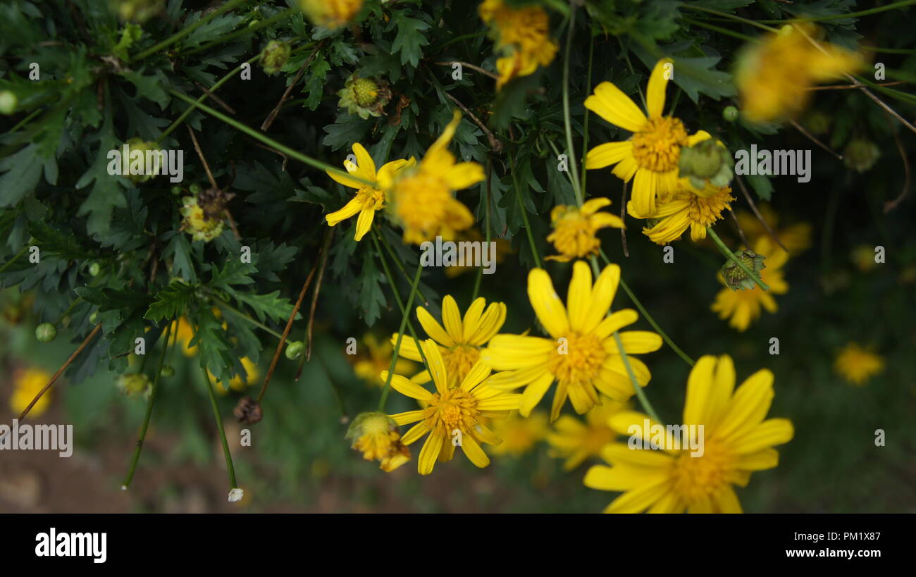 Yellow Flowers With A Soft Focus Background Stock Photo - Alamy