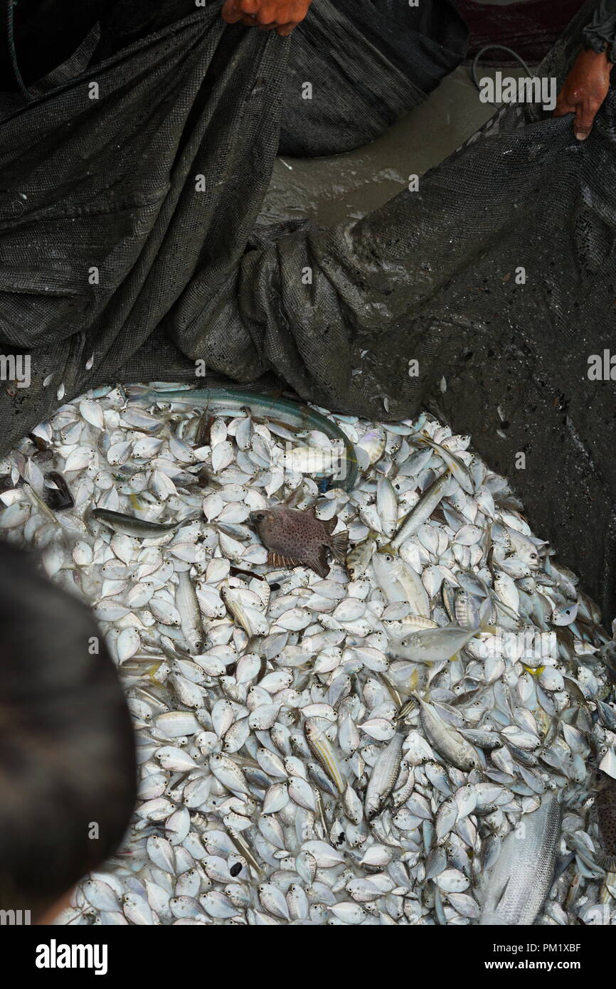 Fresh Catch of fish were caught on the fishing grounds by Group of ...