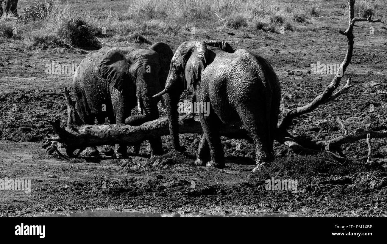 Elephant pushing tree hi-res stock photography and images - Alamy