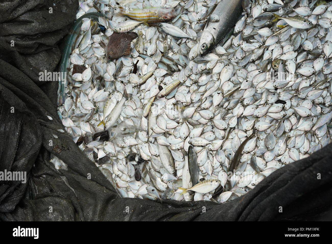 Fresh Catch of fish were caught on the fishing grounds by Group of ...