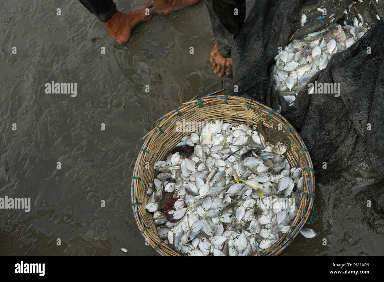 Fresh Catch of fish were caught on the fishing grounds by Group of ...