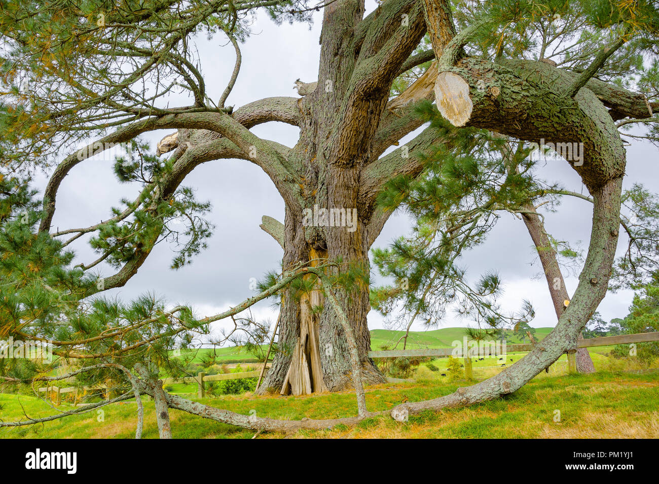 Curved twigs hi-res stock photography and images - Alamy