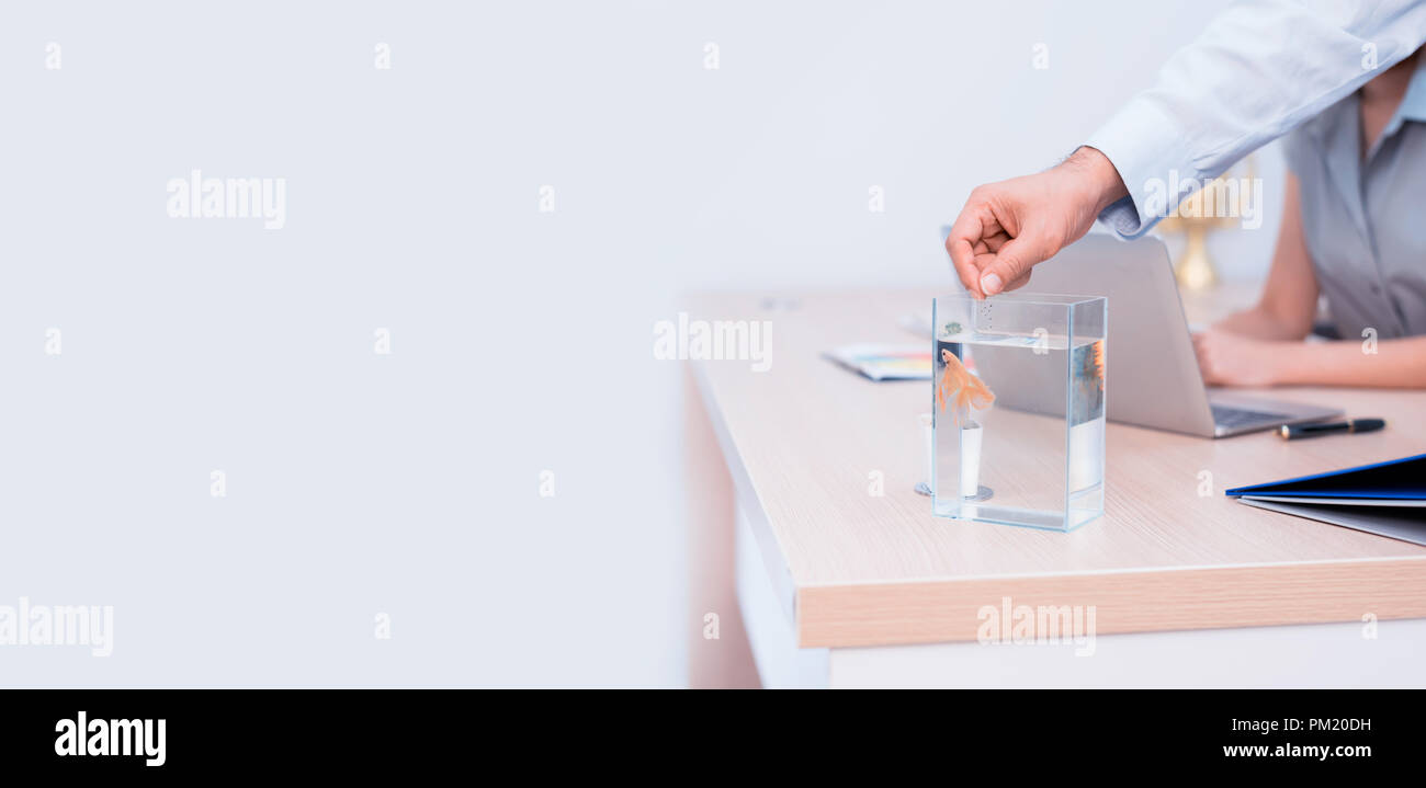 Feeding fish in a bowl. Small pet for relaxing when work in office ...