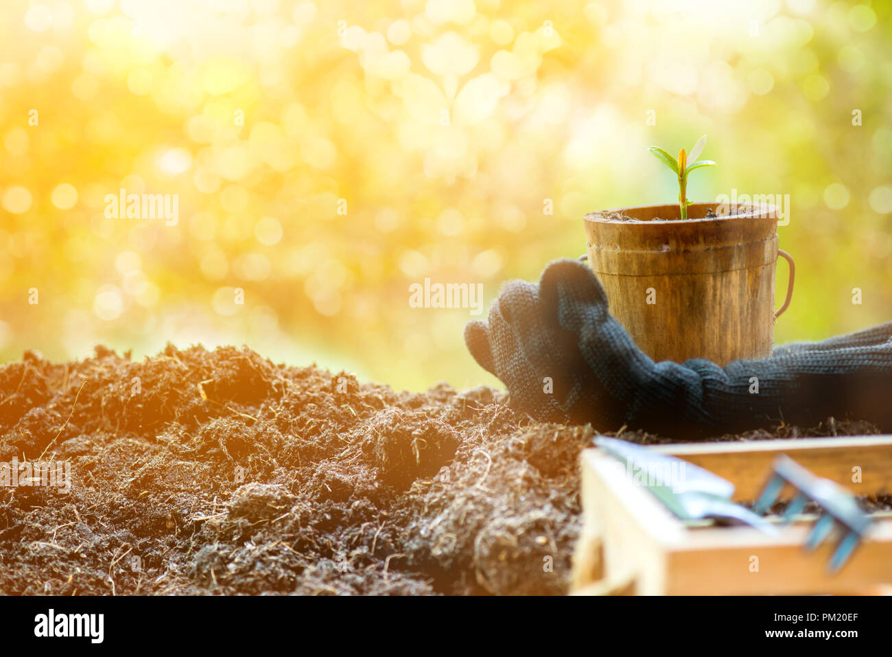 Small plant growing in the garden. Fresh start of the day. Save ...