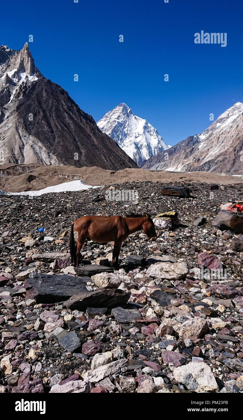 Donkeys walk pass the colorful camping tents on the way to K2 base camp ...