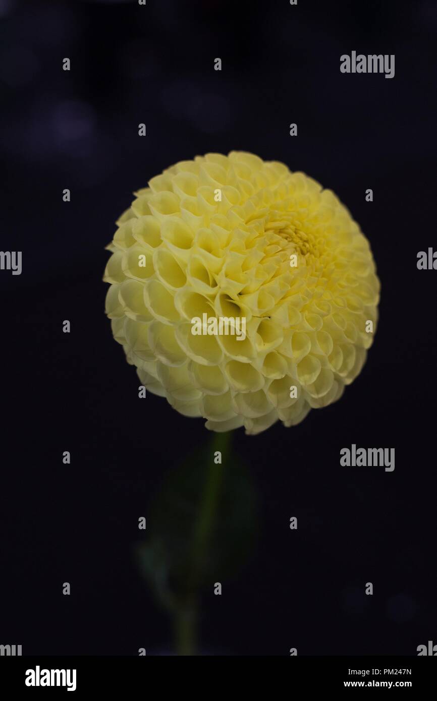 A Clearview Daniel dahlia at the Dahlia show in Eugene, Oregon, USA ...