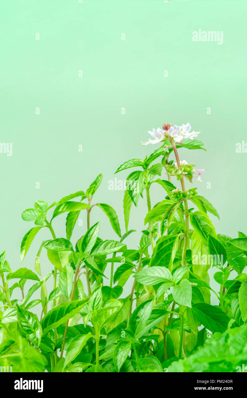 A side view of a blooming basil plant on a teal background with copy ...