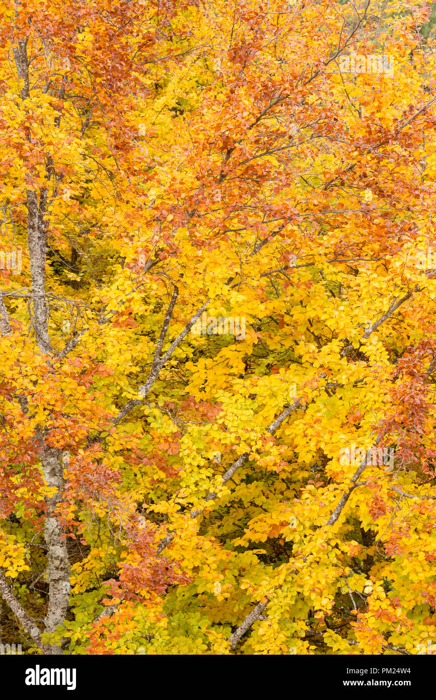 autumn colours of a beech tree in the hills above Manteigas, Parque ...