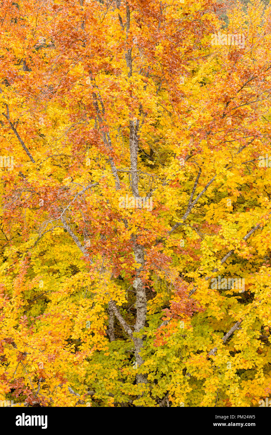 autumn colours of a beech tree in the hills above Manteigas, Parque ...