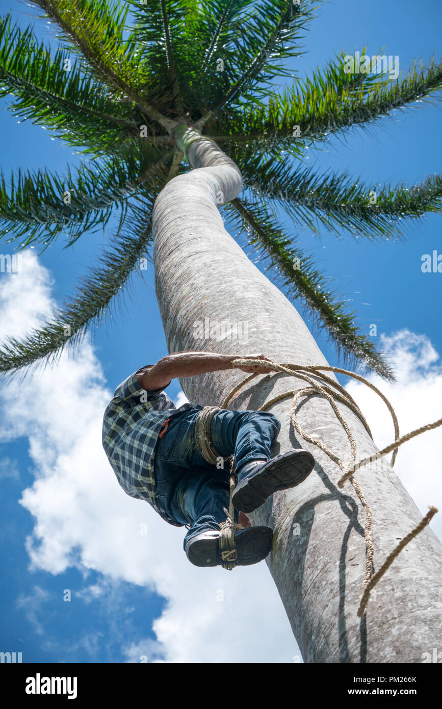 Adult male climbs tall coconut tree with rope to get coco nuts ...