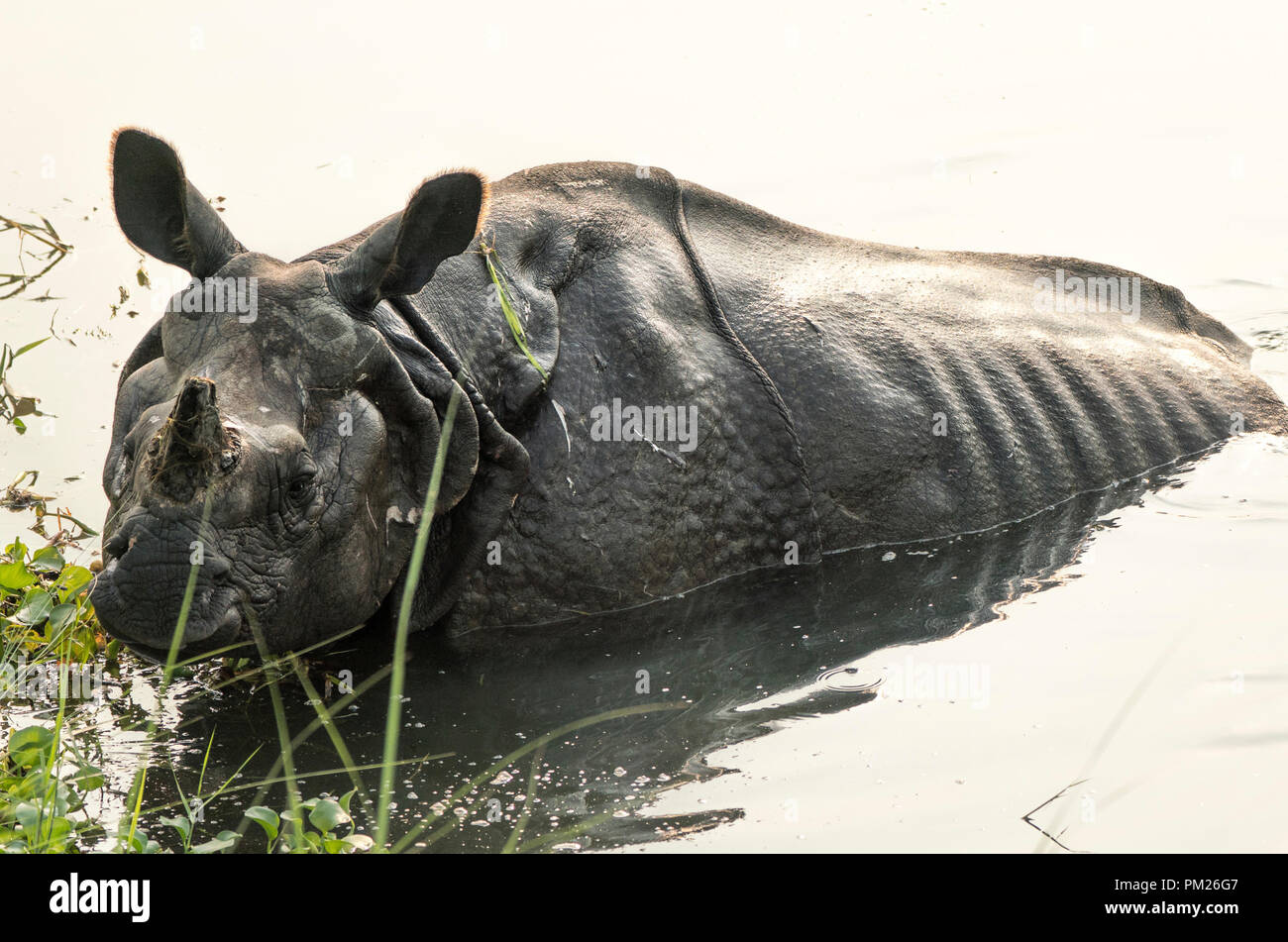 Indian rhinoceros Rhinoceros unicornis or one-horned rhinoceros, great ...