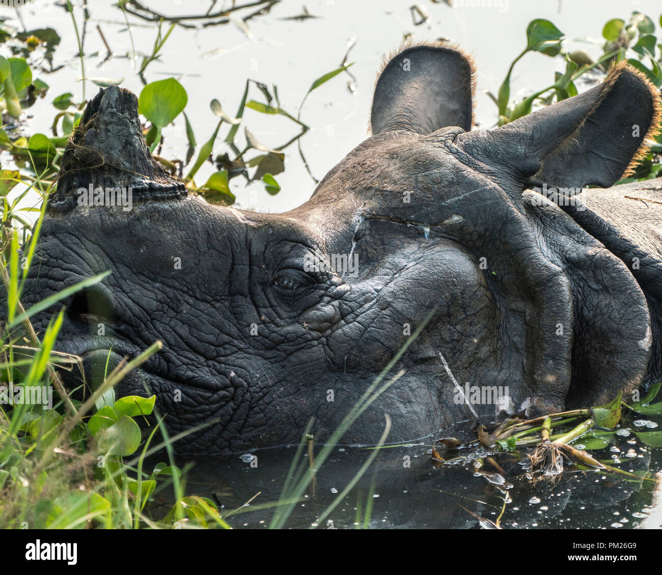 Indian rhinoceros swamp hi-res stock photography and images - Alamy