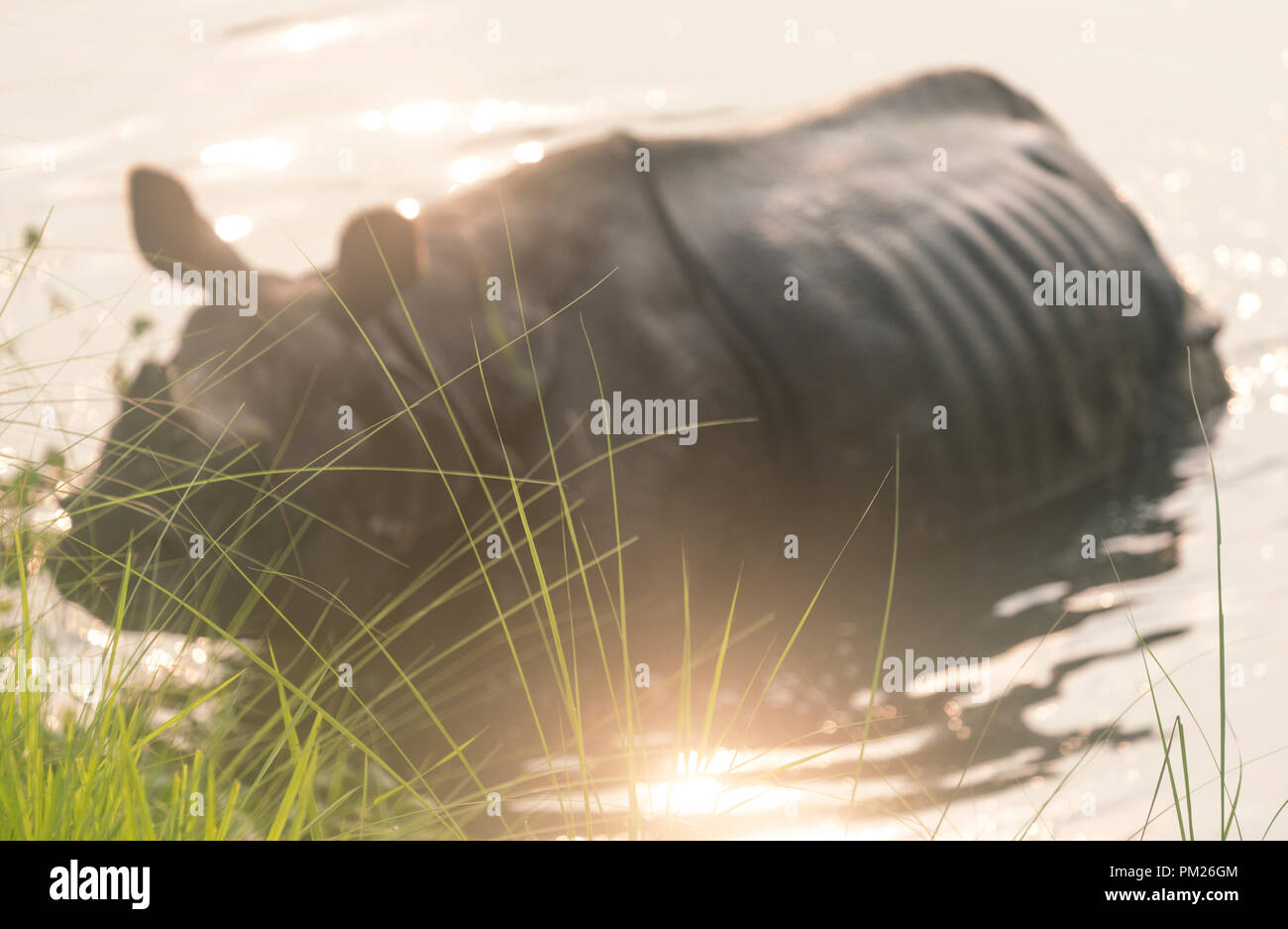 Indian rhinoceros Rhinoceros unicornis or one-horned rhinoceros blurred ...