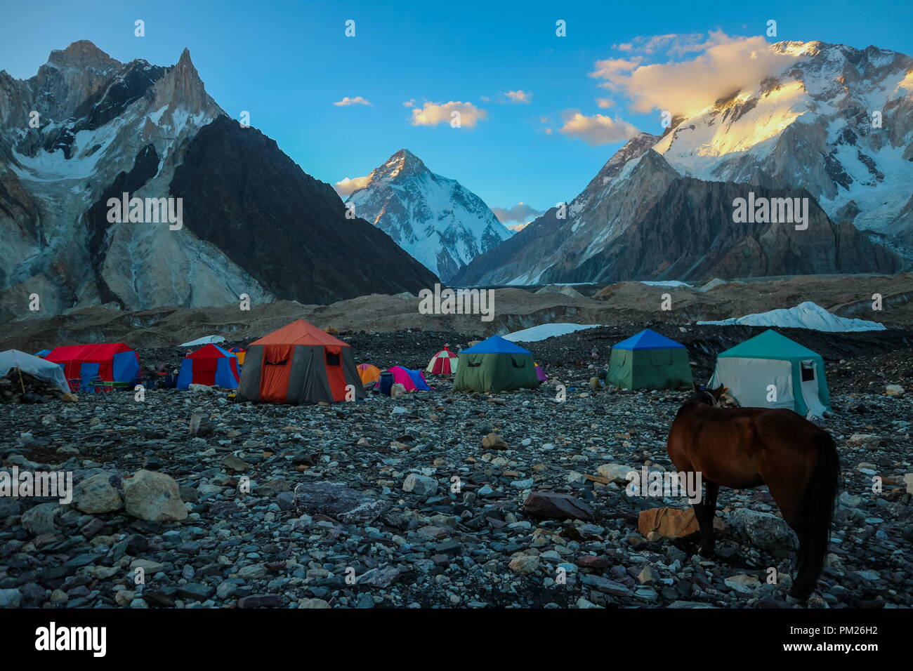 Donkeys walk pass the colorful camping tents on the way to K2 base camp ...
