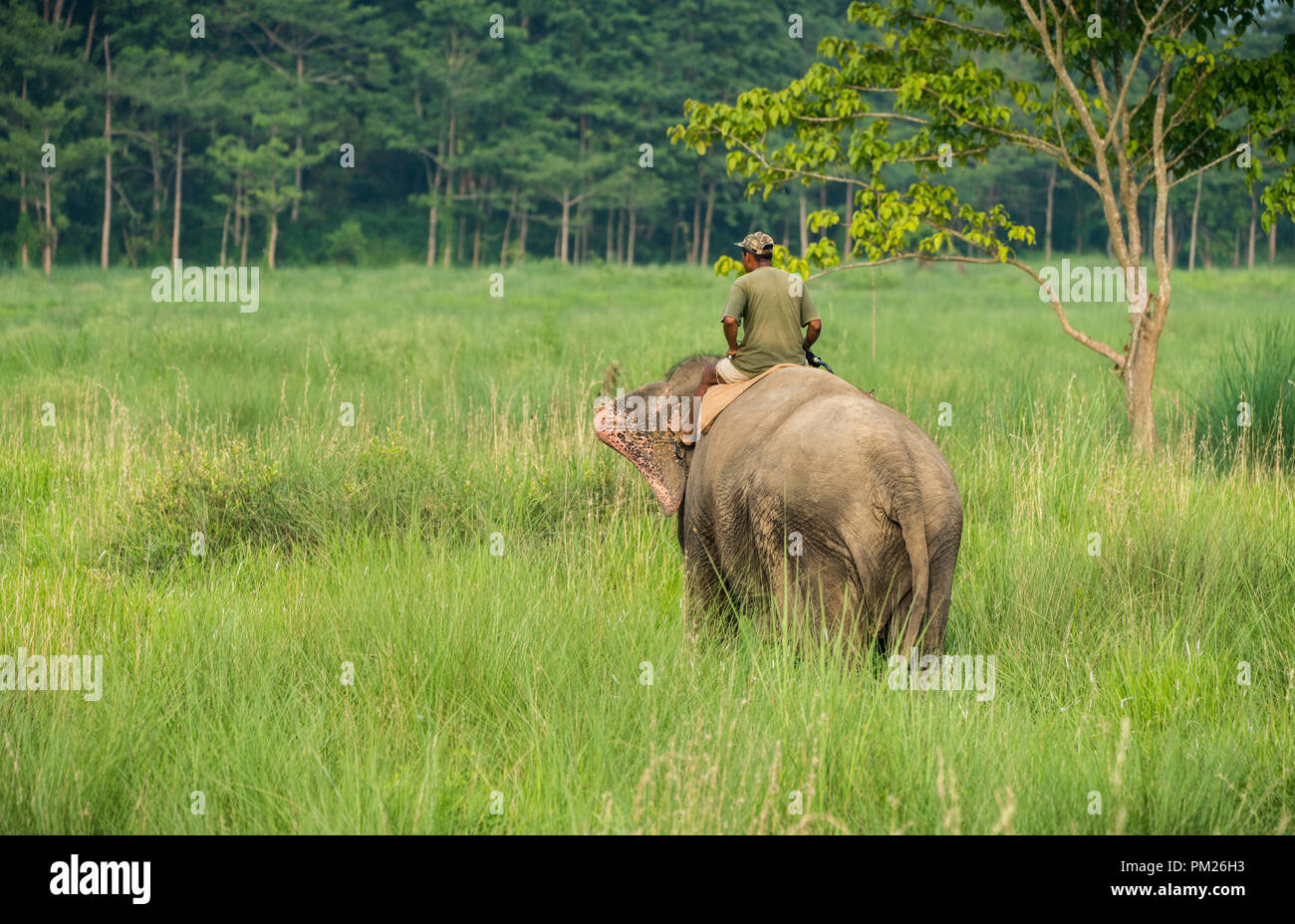 Mahout or elephant rider riding a female elephant. Wildlife and rural ...