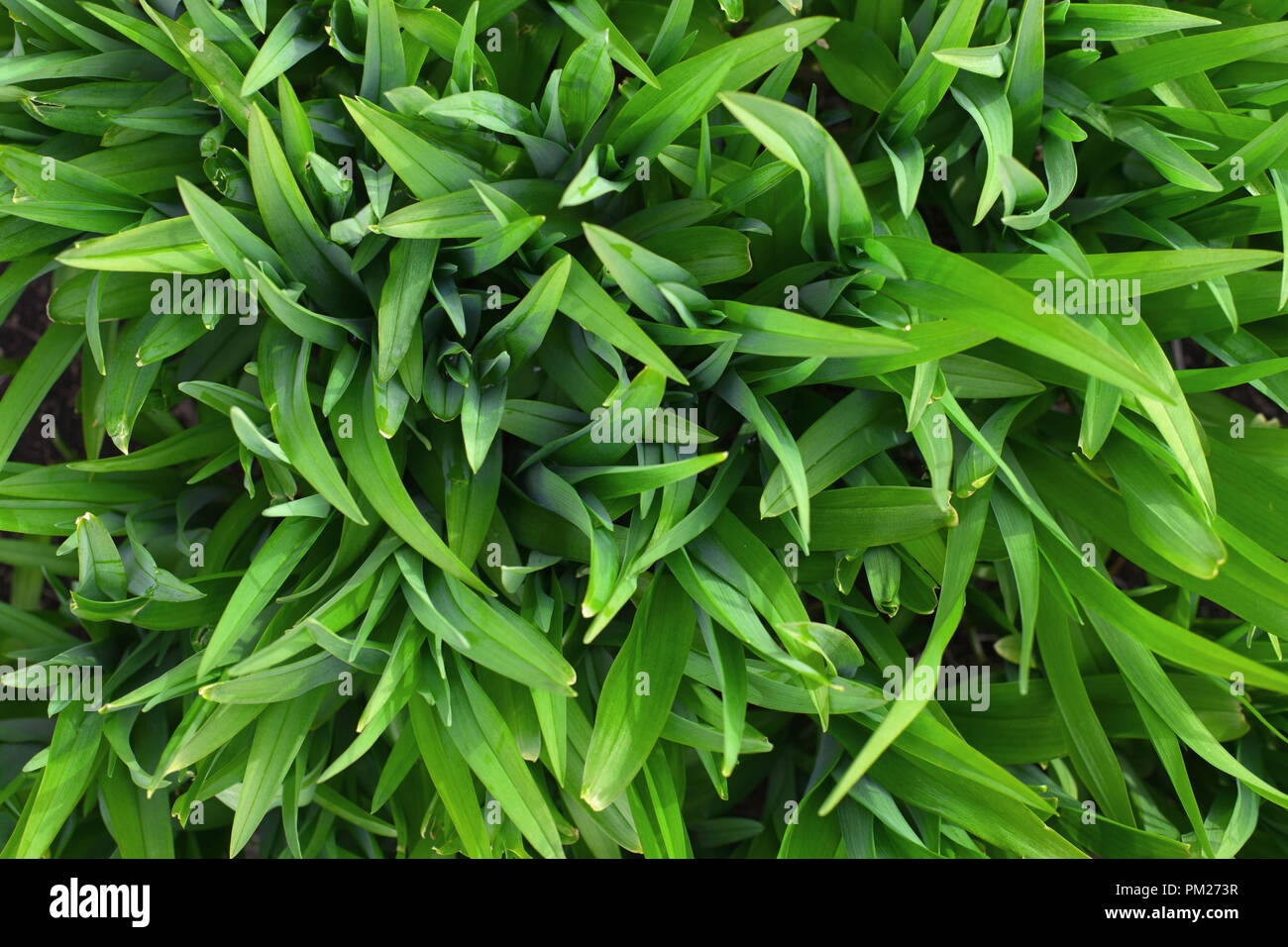 Nature background layout made hi-res stock photography and images - Alamy