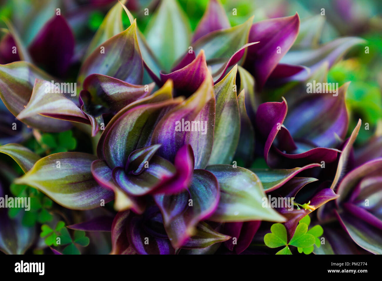 Background of wandering jew plant Stock Photo - Alamy