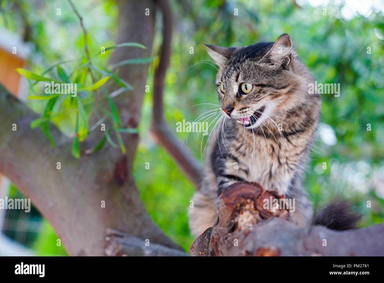 Tabby cat hissing on a tree Stock Photo - Alamy