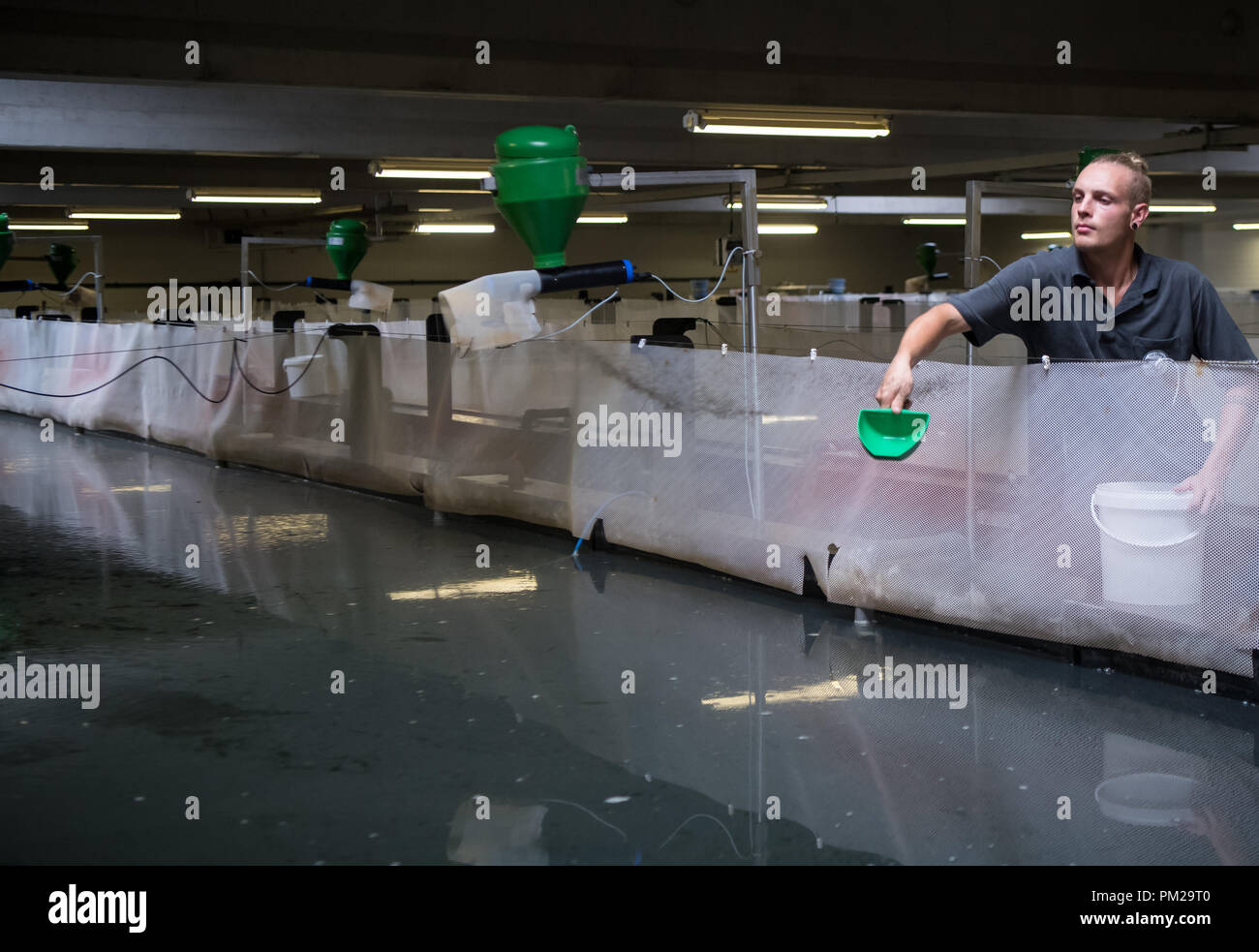 Langenpreising, Bavaria. 14th Sep, 2018. Daniel Lebert, fish farmer ...