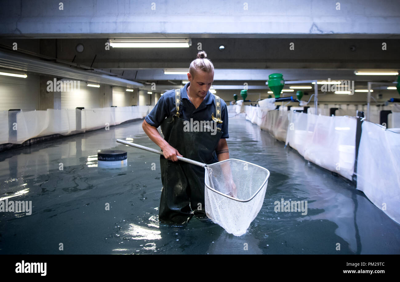 Langenpreising, Bavaria. 14th Sep, 2018. Daniel Lebert, fish farmer ...