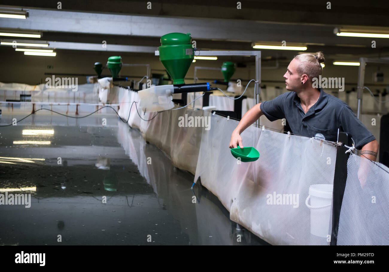 Langenpreising, Bavaria. 14th Sep, 2018. Daniel Lebert, fish farmer ...