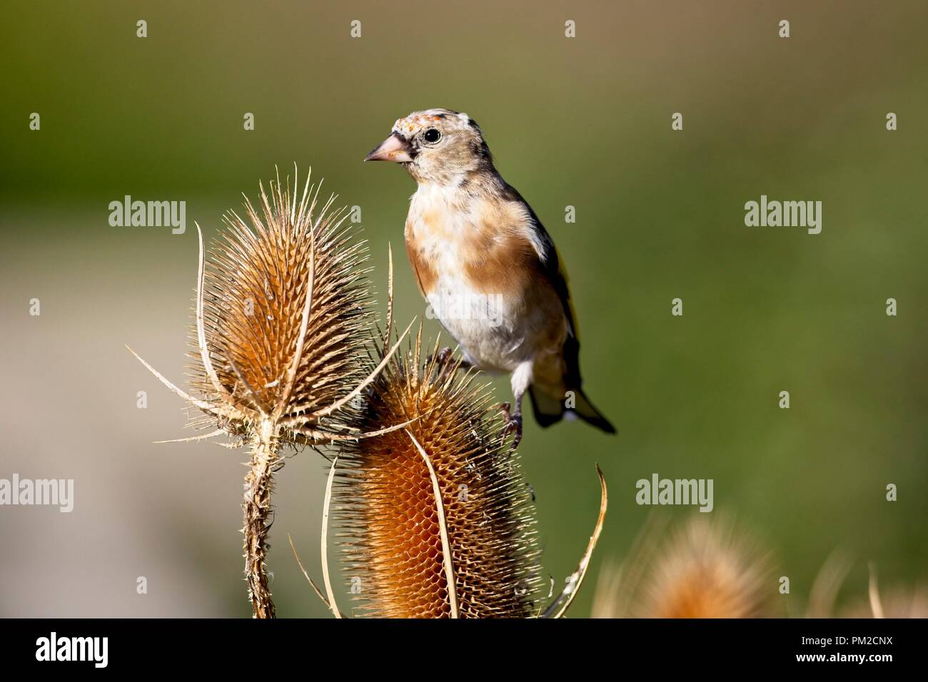 Fledgling goldfinch hi-res stock photography and images - Alamy