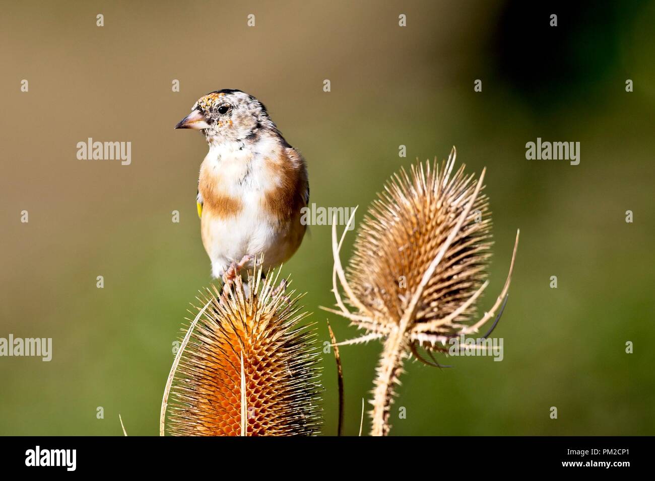 A fledgling Goldfinch perches on Teasel plants on a sunny morning in ...
